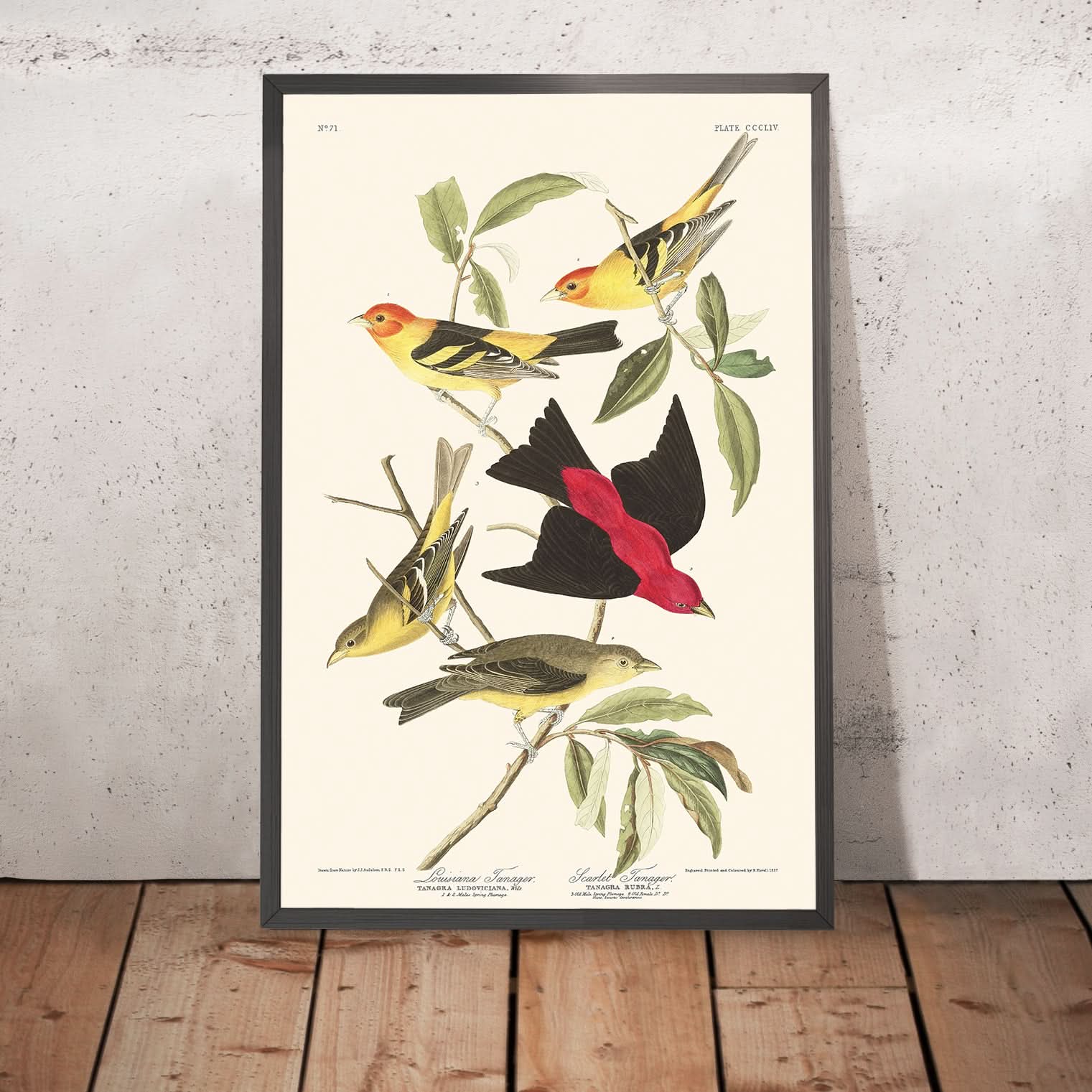 Louisiana Tanager and Scarlet Tanager by John James Audubon, 1827 – The ...